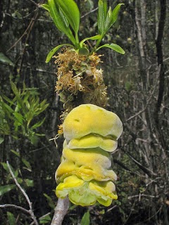 simplisia cortex ~ Ega Ayu Prastika