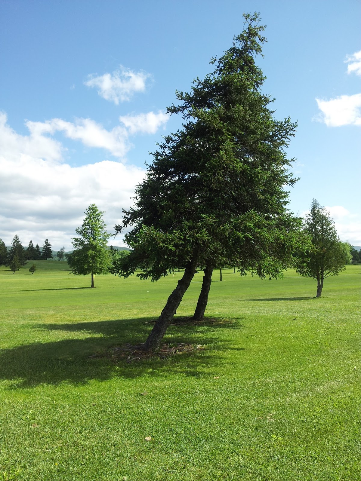 The Wandering Arborist: Who blew it!