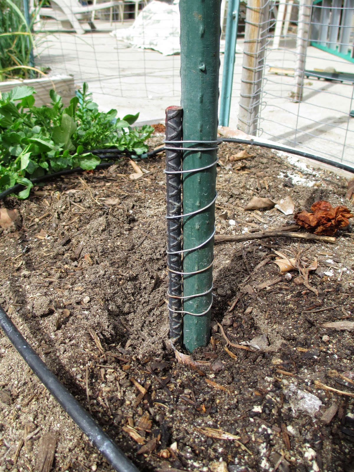 Andie's Way: How to Build a Green Bean Tee Pee