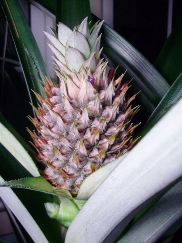 Tropical Plants By T-Bird: Pineapple size comparison