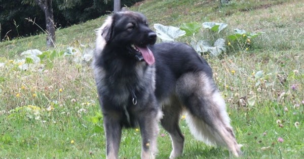 Cães & Cães: Kraski Ovcar - 08