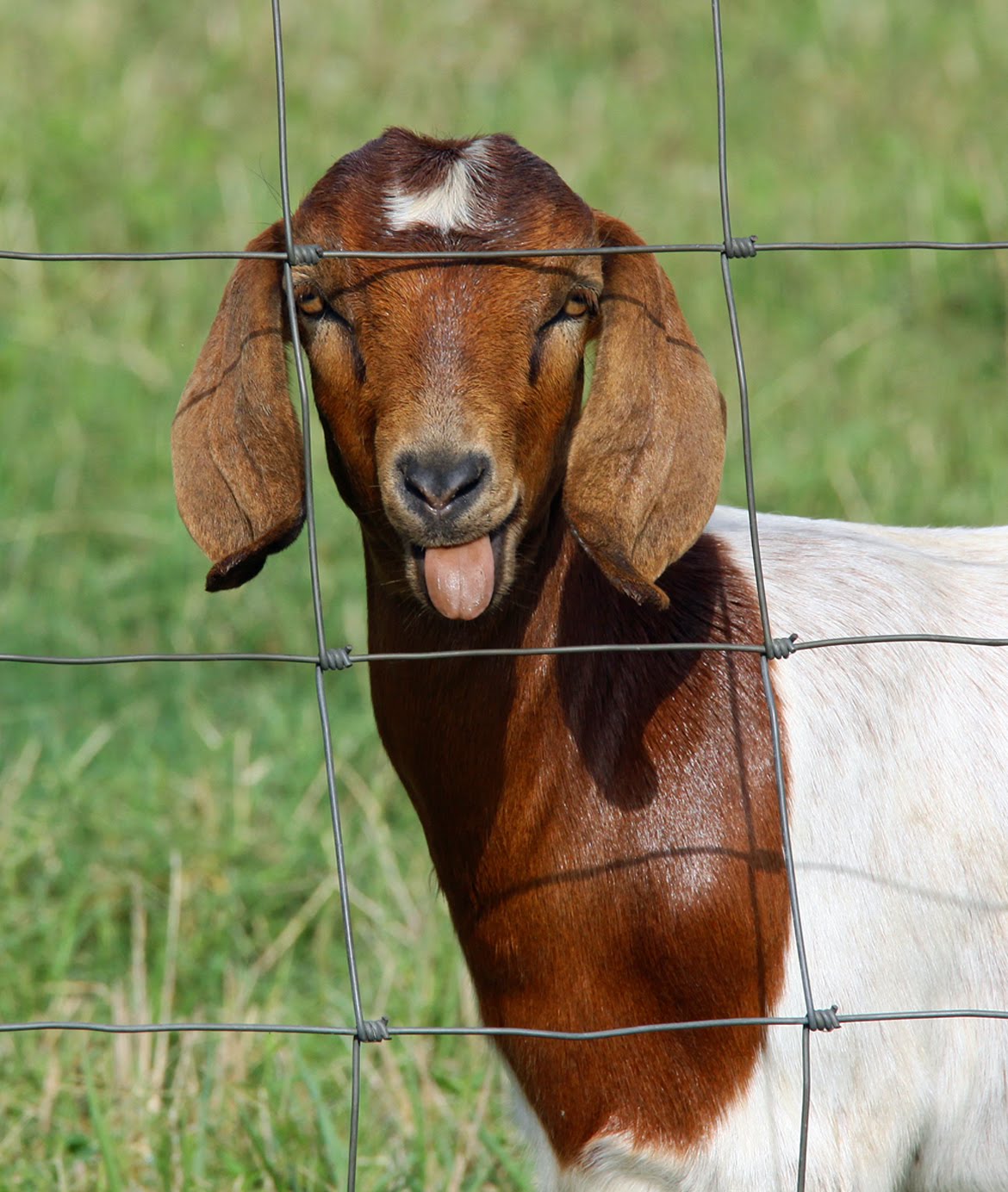 Southern Lagniappe: Picture of the Day: "Goats"