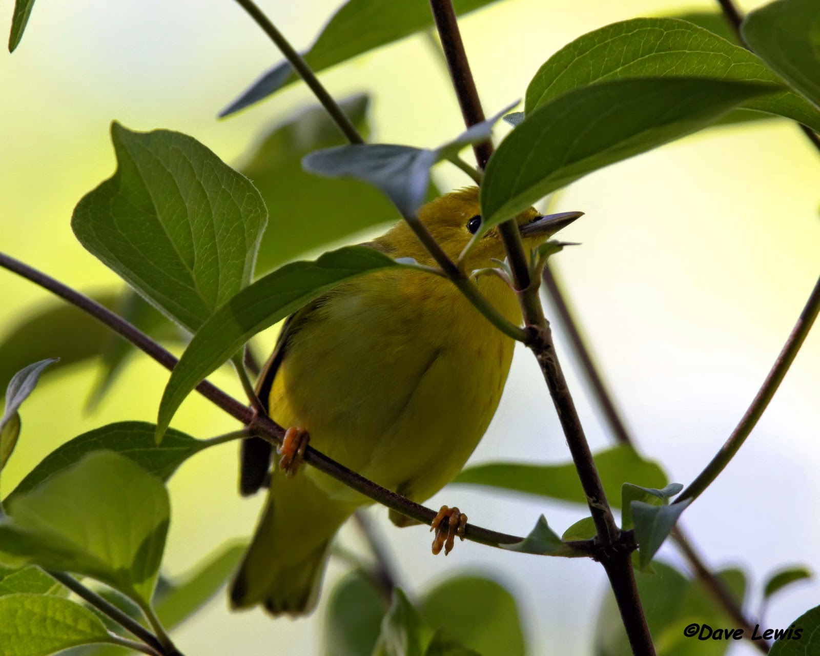 Birds from Behind : WHAT!! No Warblies?!
