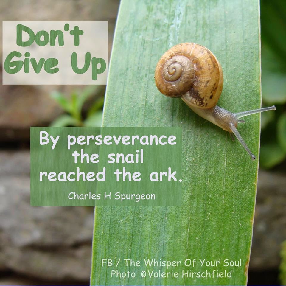DON'T GIVE UP BY PERSEVERANCE THE SNAIL REACHED THE ARK. - Quotes