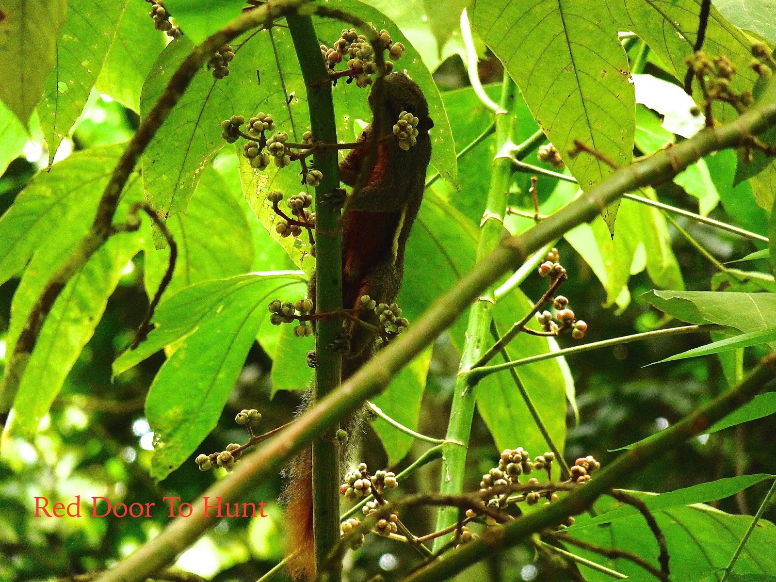 RED Door To Hunt: Pokok Mahang Biasa~Macaranga bancana~ Common Mahang.