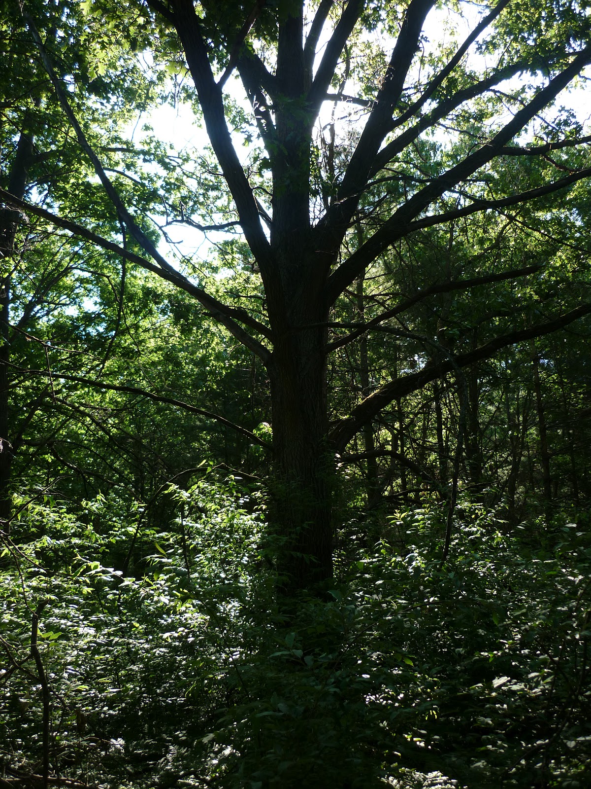 American voyages: The Eastern Forests and Plant Succession