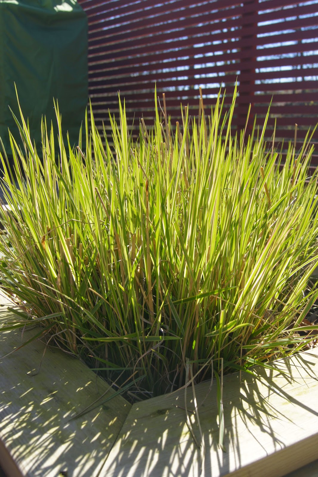 Mejrams!: Gräs, gräs vajande gräs!