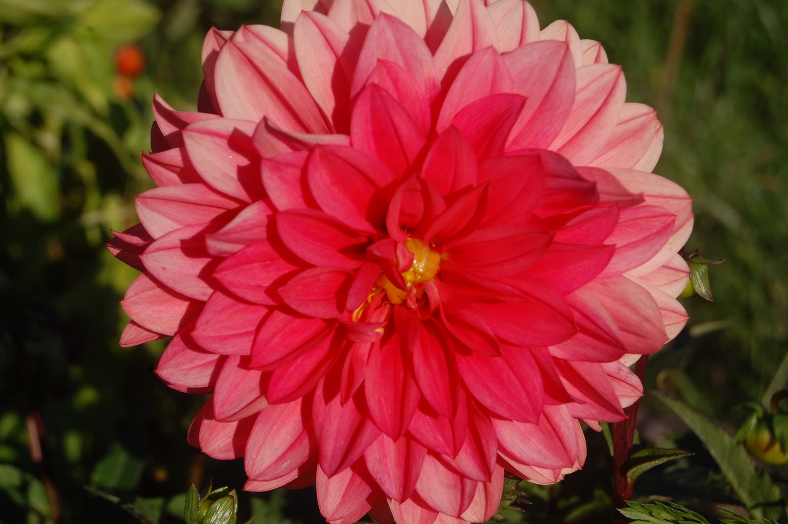 Sprouts: September Flowers