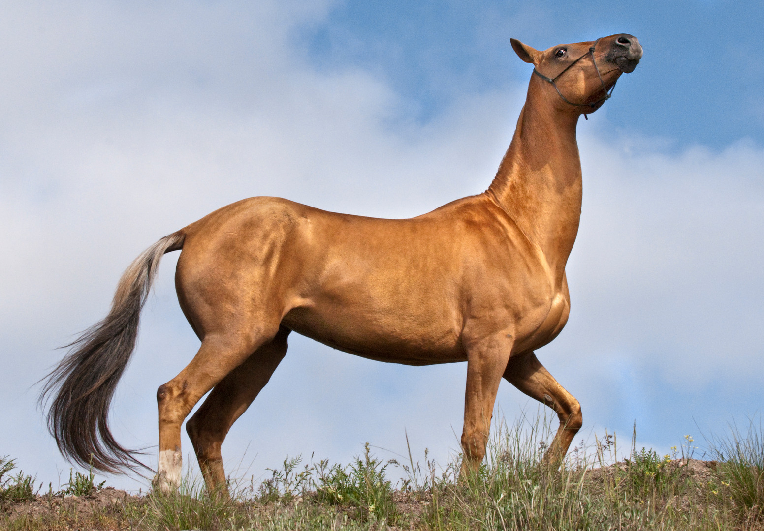 The Equestrian Blogger: Different Horse Breeds From Around the World