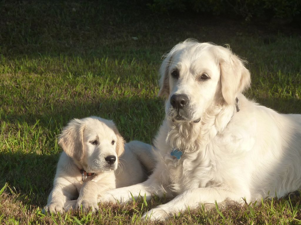 EDUCANDO A MI PERRO: EL CACHORRO: La importancia de la madre y la camada.