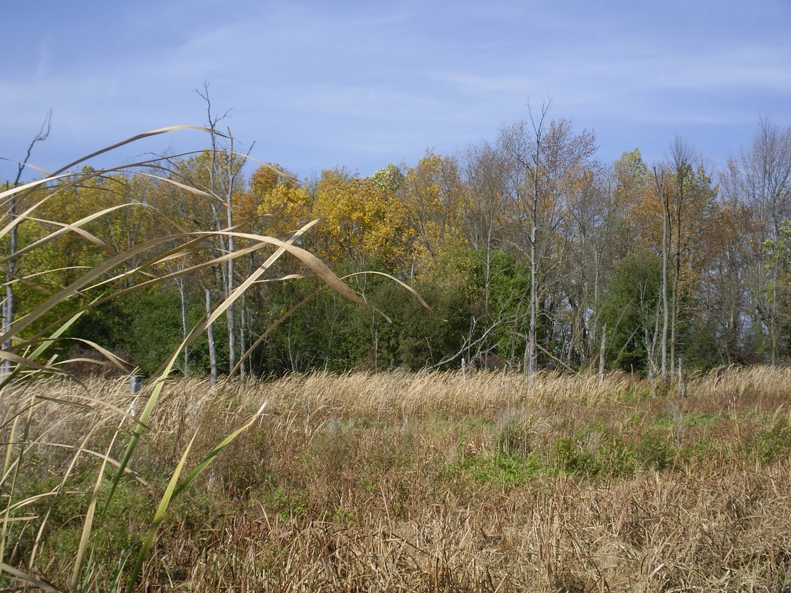 Wandering Wisconsin: Moments on the Marsh