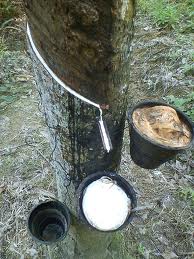 Baja Sawit Terbaik Biokimia dan Baja Sawit Terbaik NPK diimport khas,