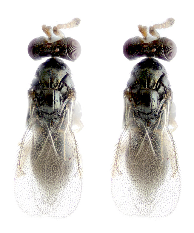 ムシをデザインしたのはダレ？: ヒメコバチ科 Tetrastichus ?howardi ♂