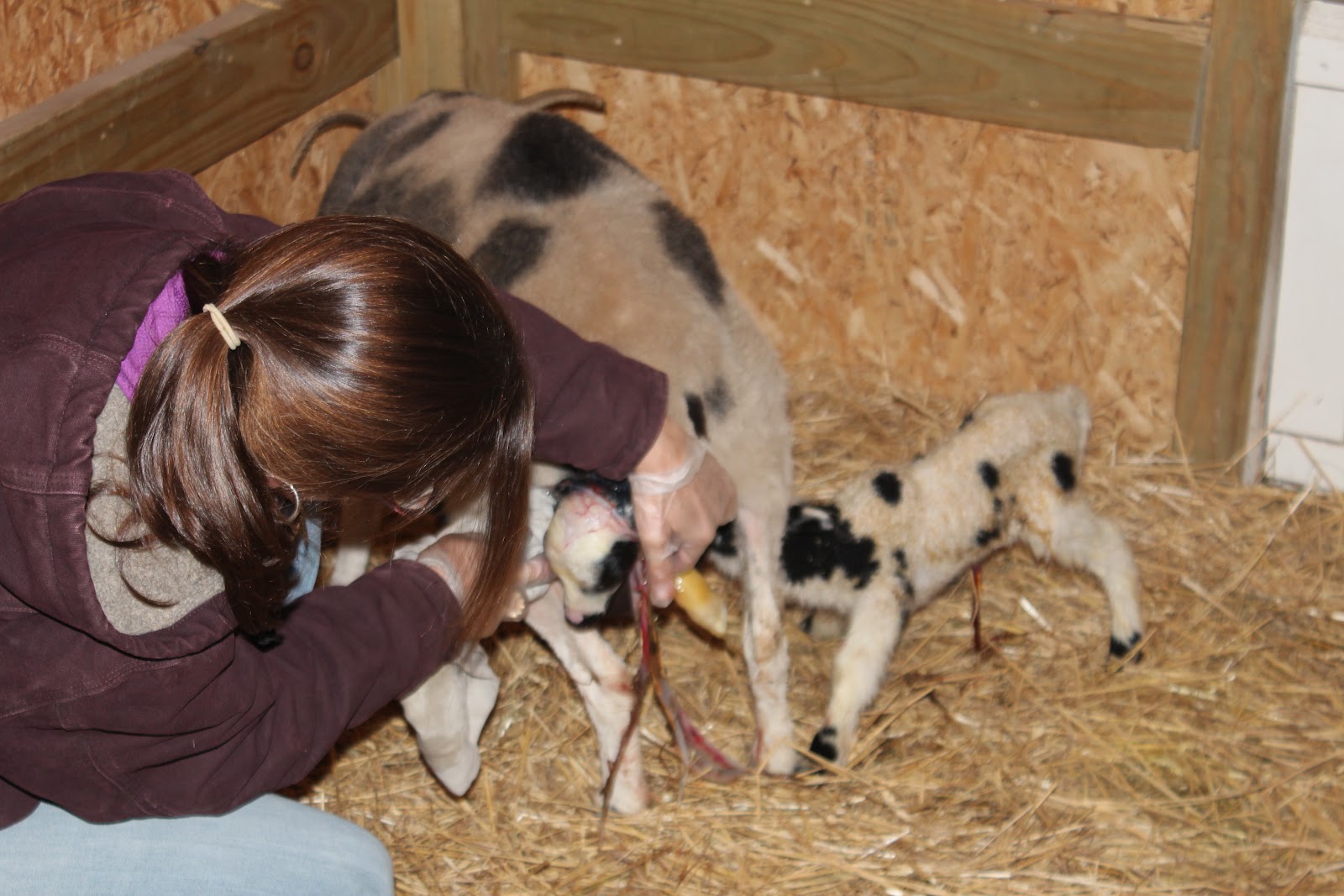 Lambs!!! (the birthing)