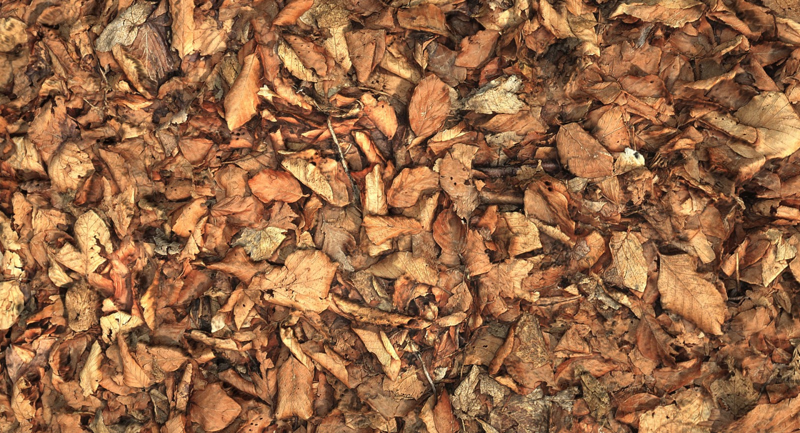 RDT Collection 3 is now available | Computer Graphics Daily News