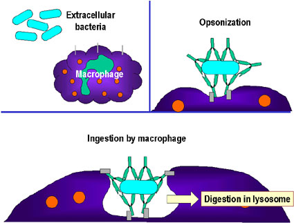 Senior Biology: Antibodies