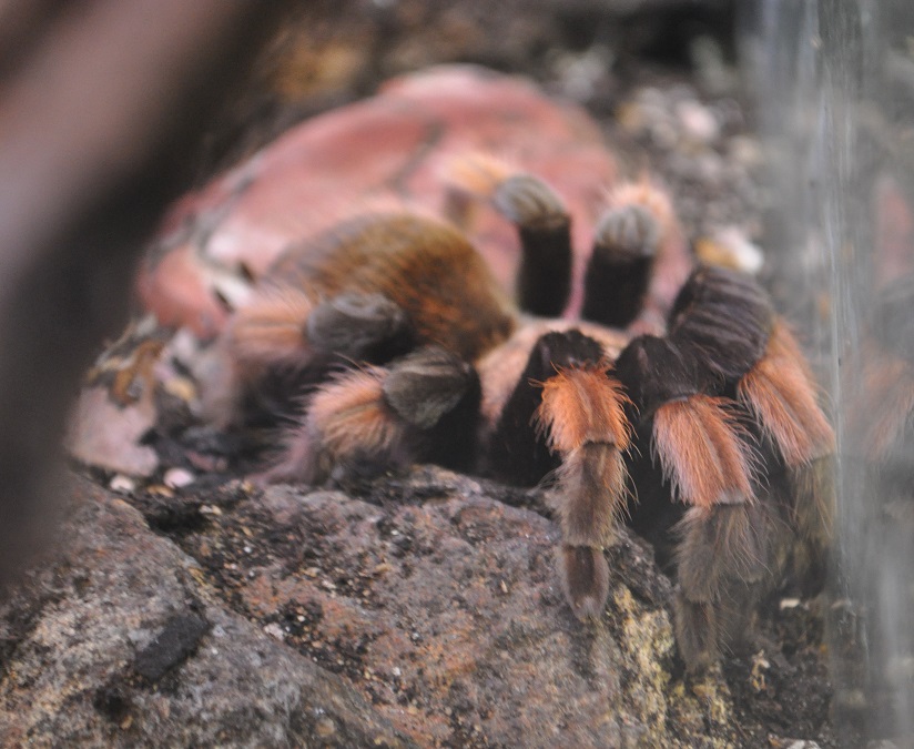 ZOOTOGRAFIANDO (6.100 ANIMALS): TARÁNTULA MEXICANA DE PATAS ROJAS ...