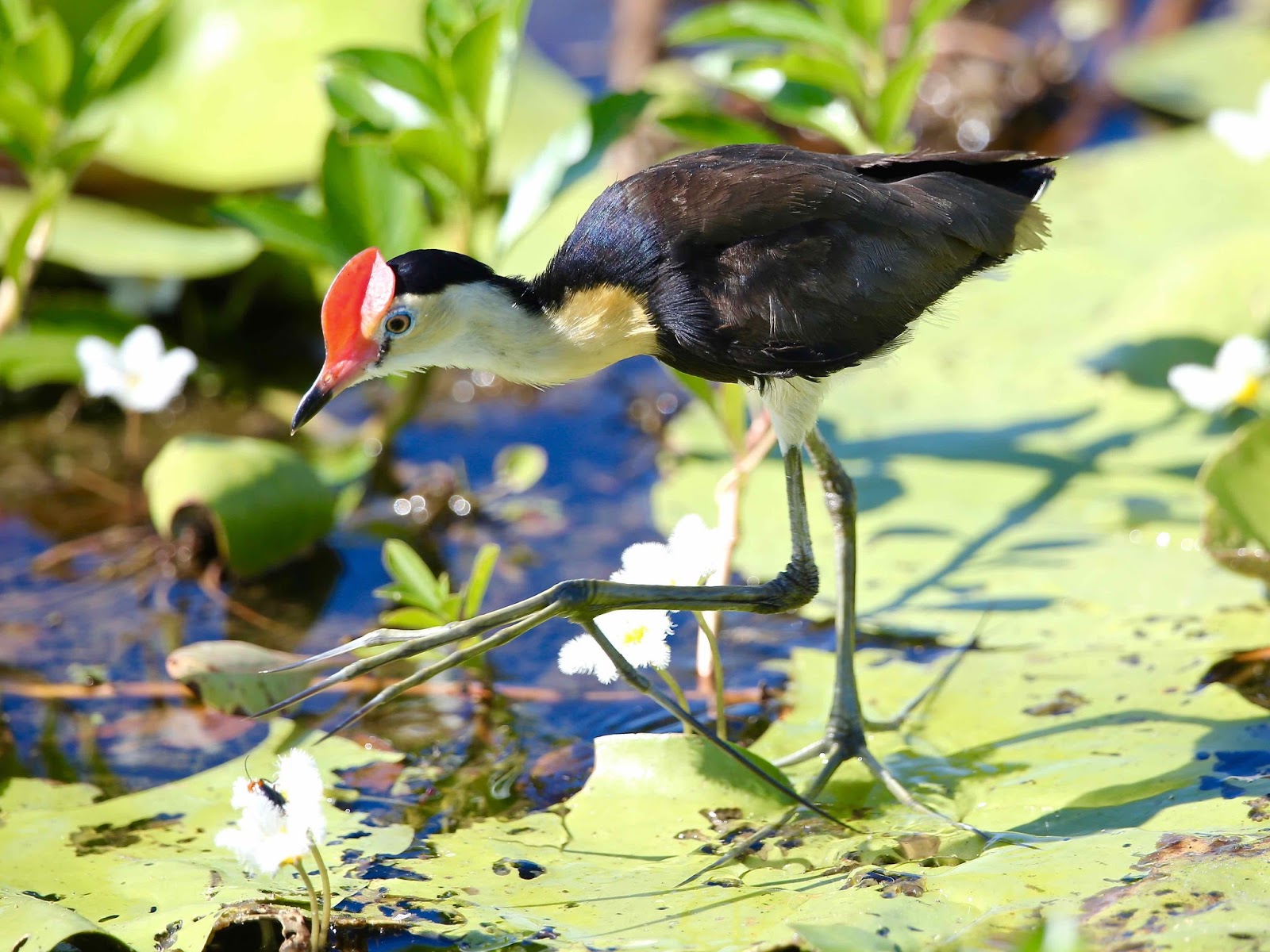 Avithera: Some Top End wetland birds