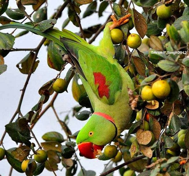 LABU GIRAWA-: LABU GIRAWA-