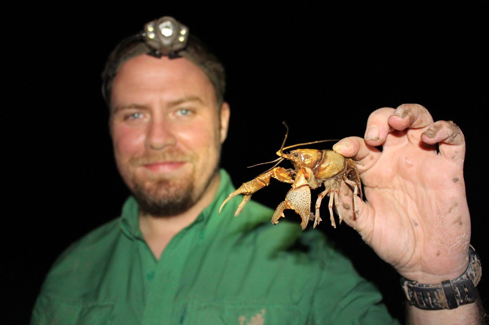 Species New to Science: [Crustacea • 2018] Cambarus loughmani • A New ...