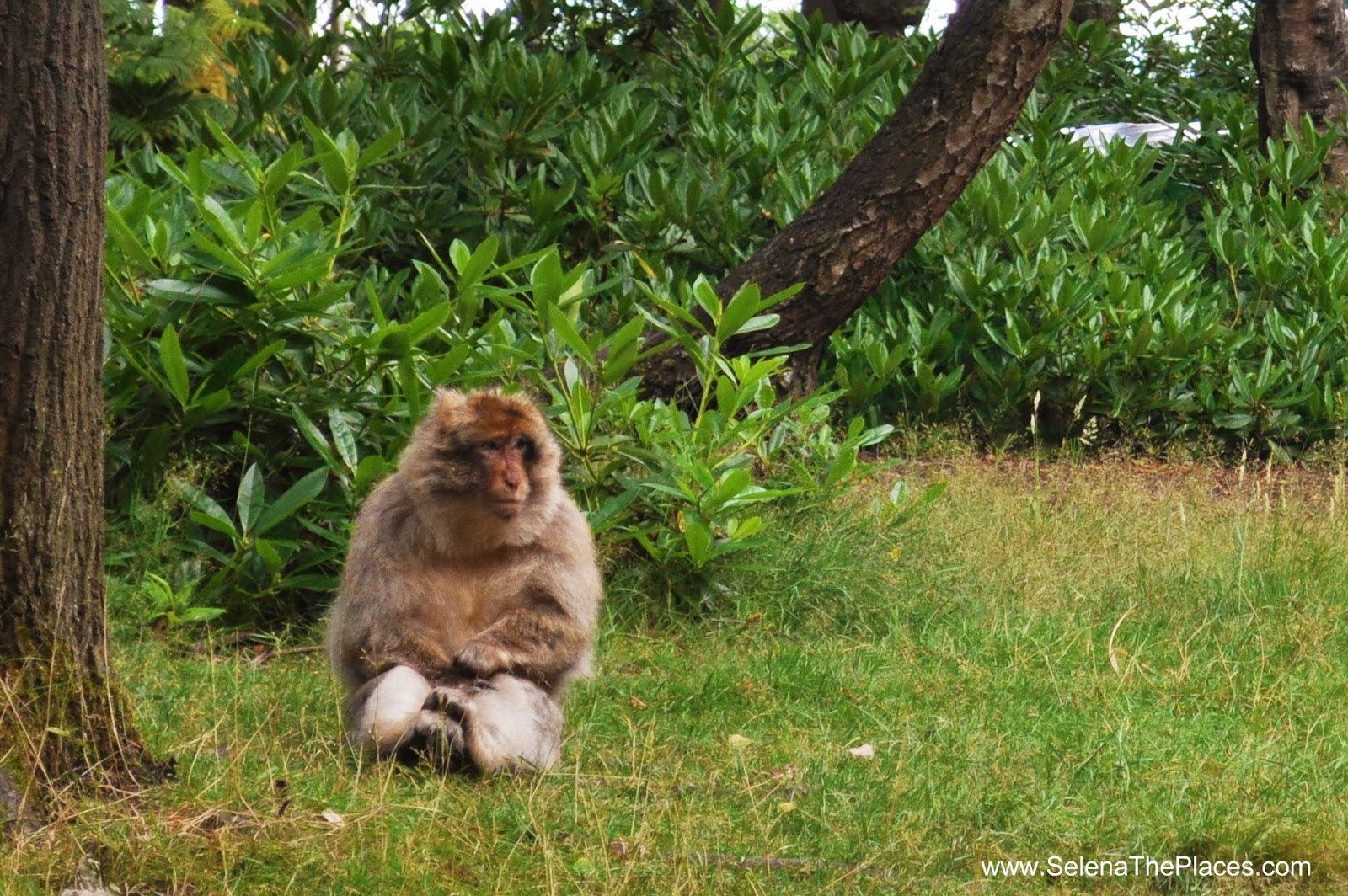 Oh, the places we will go!: Monkey Forest