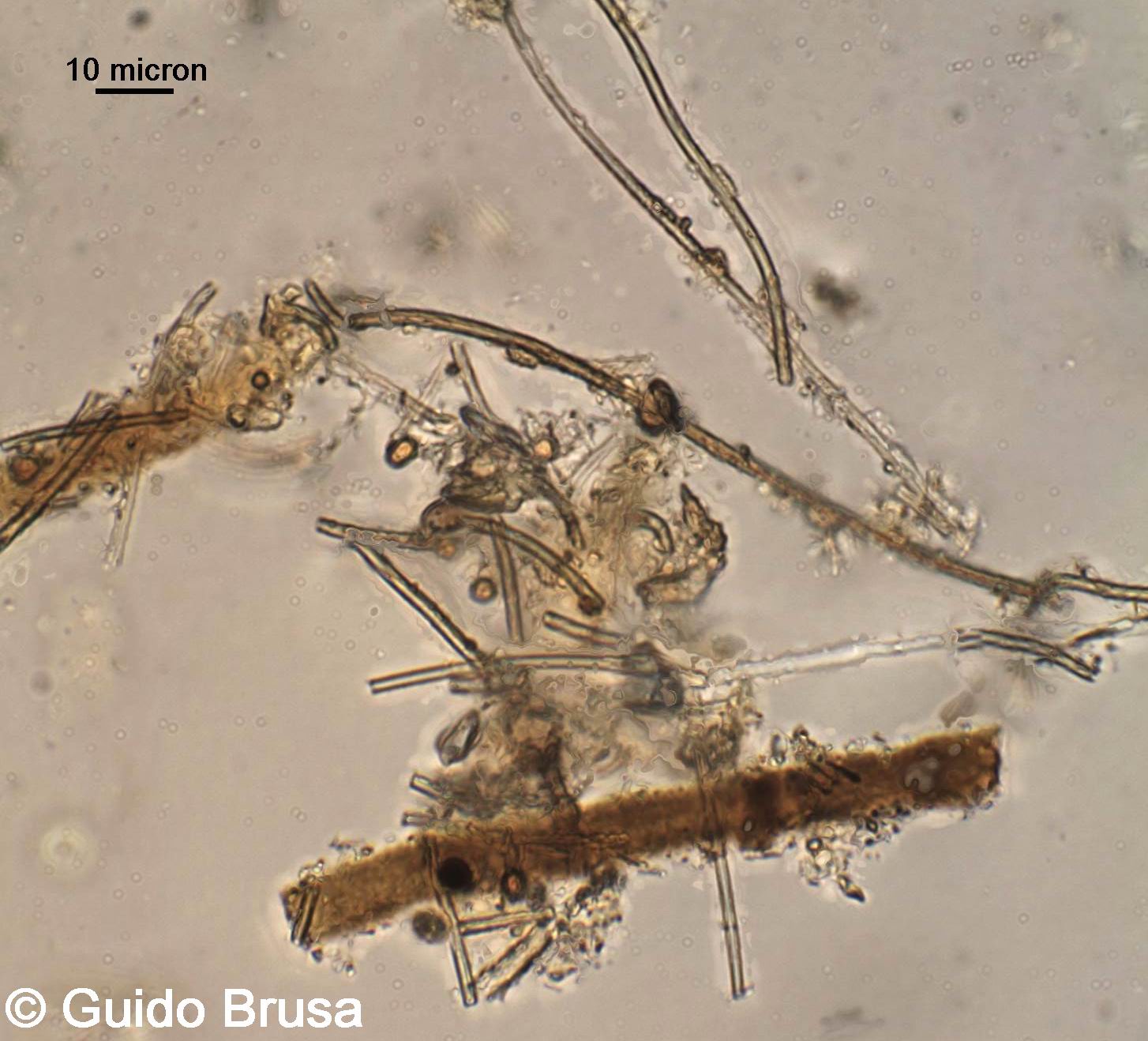 Flora Insubrica: Leptothrix ochracea