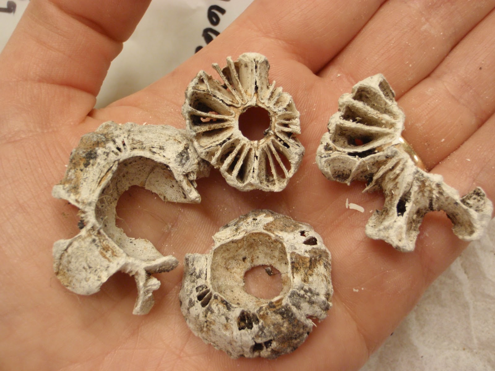 Fieldwork, Travel, and Food: Snow and Whale Barnacles