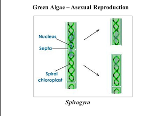 Thallophyta ( plant kingdom ) , plantae: classification