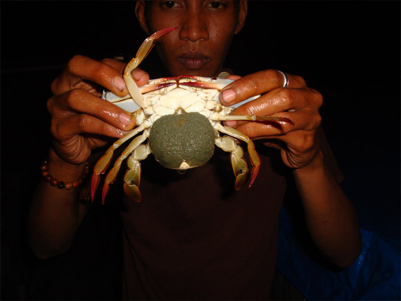PENGEMBANGAN BUDIDAYA KEPITING RAJUNGAN ~ Yushi Crab