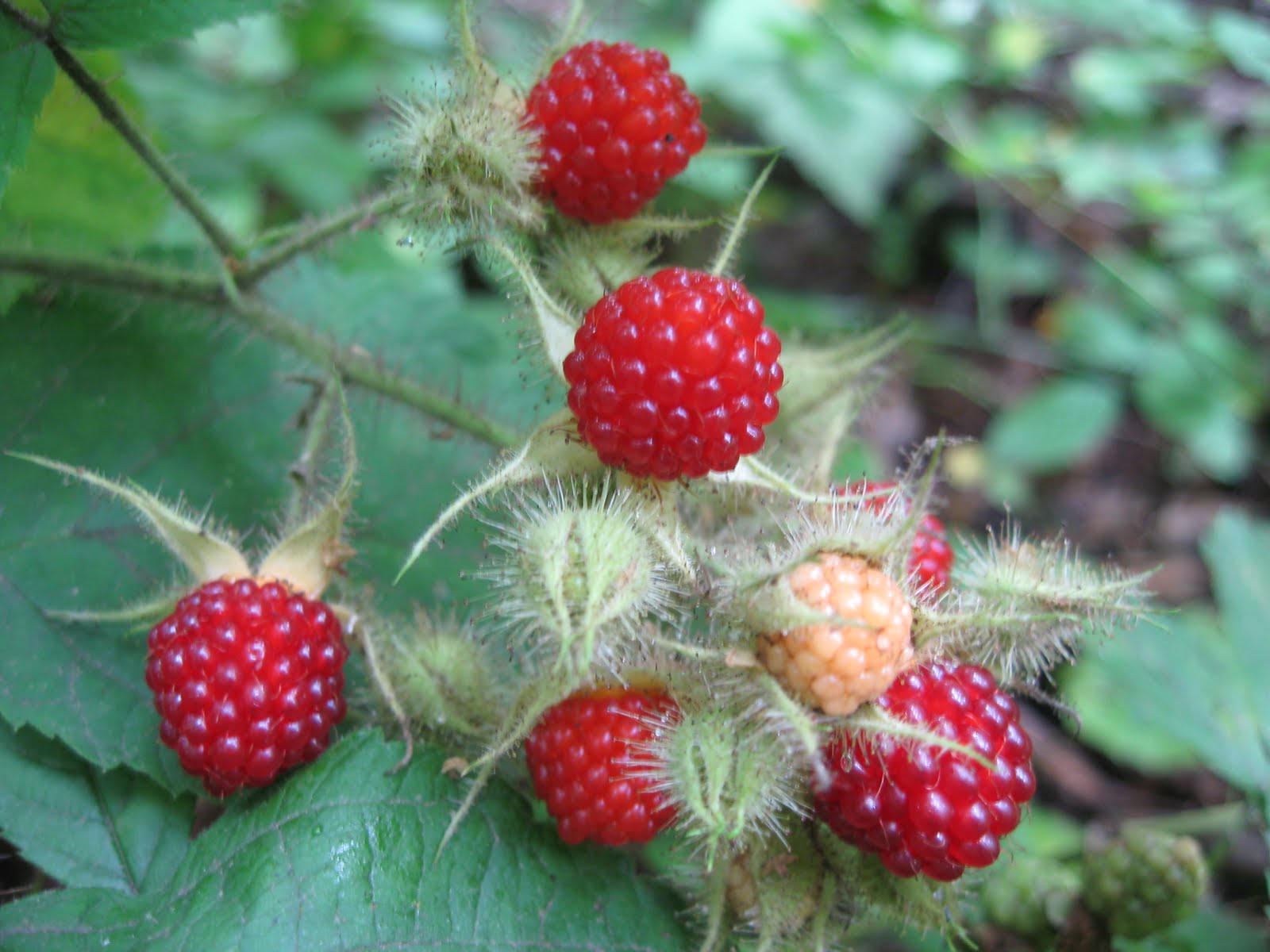 Loca-faces: Foraging: It's Wineberry Season