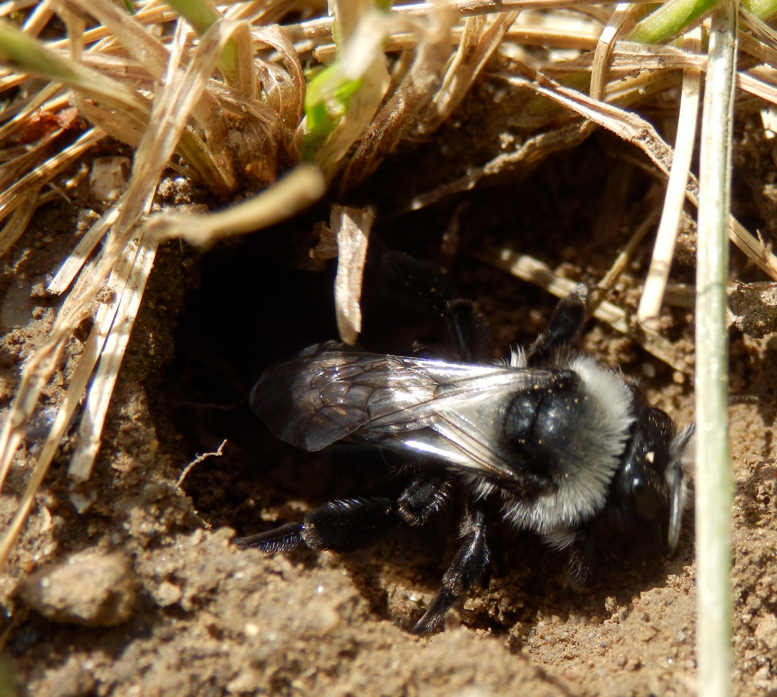 Ashy Mining Bee
