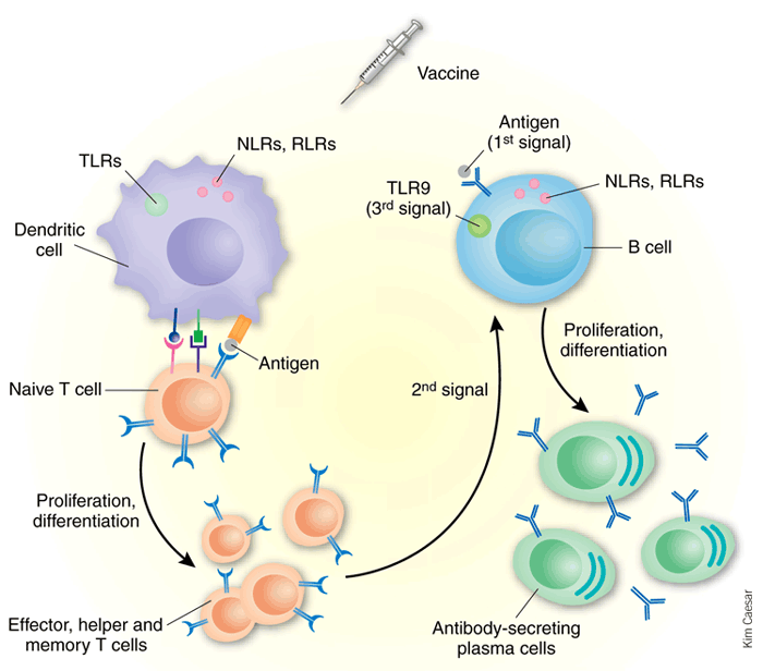 Injecting Snake Venom
