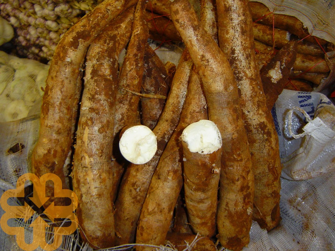 Cultura Guaraní: Cauim, “bebida de mandioca Guarini”