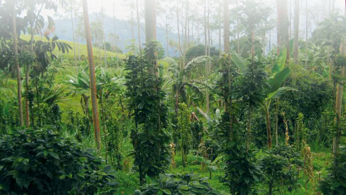 Beautiful Nature: Conservation On Productive Landscapes