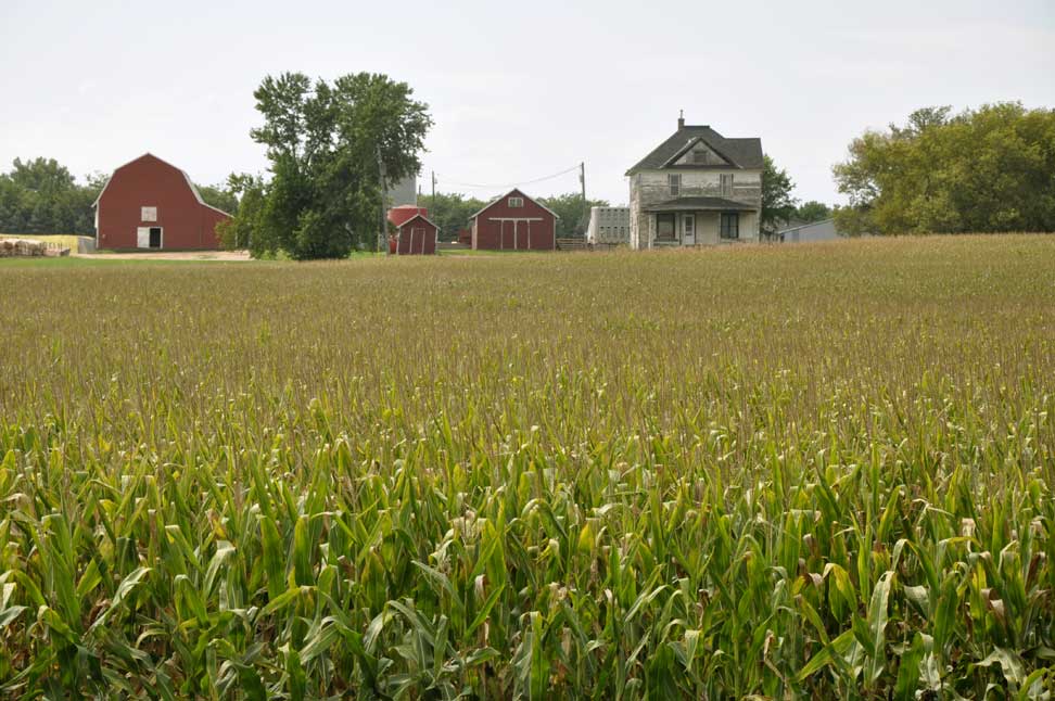 Taken For Granted: Corn Field August and September