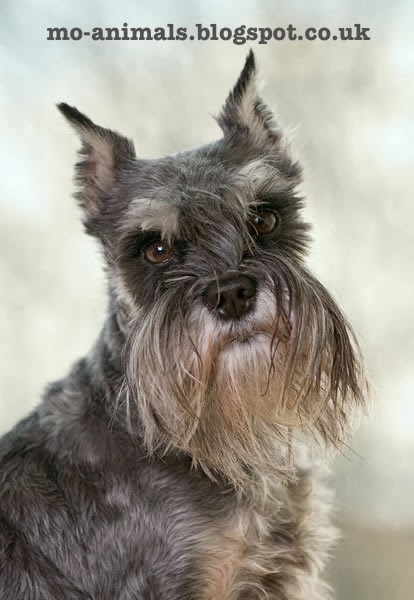 mo-animals: Dog Mustache (or as we say in the UK, Moustache)