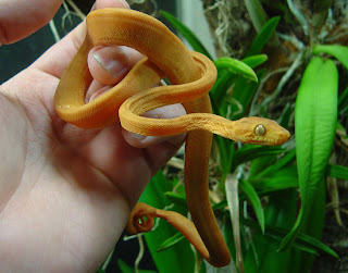 Amazon Tree Boa | Snakes