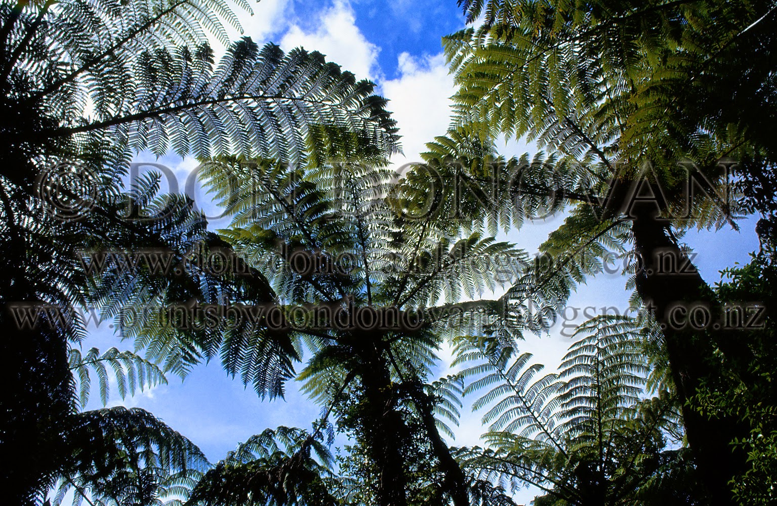Don Donovan's World: Photoprint for Sale: Tree Ferns (Ponga ...