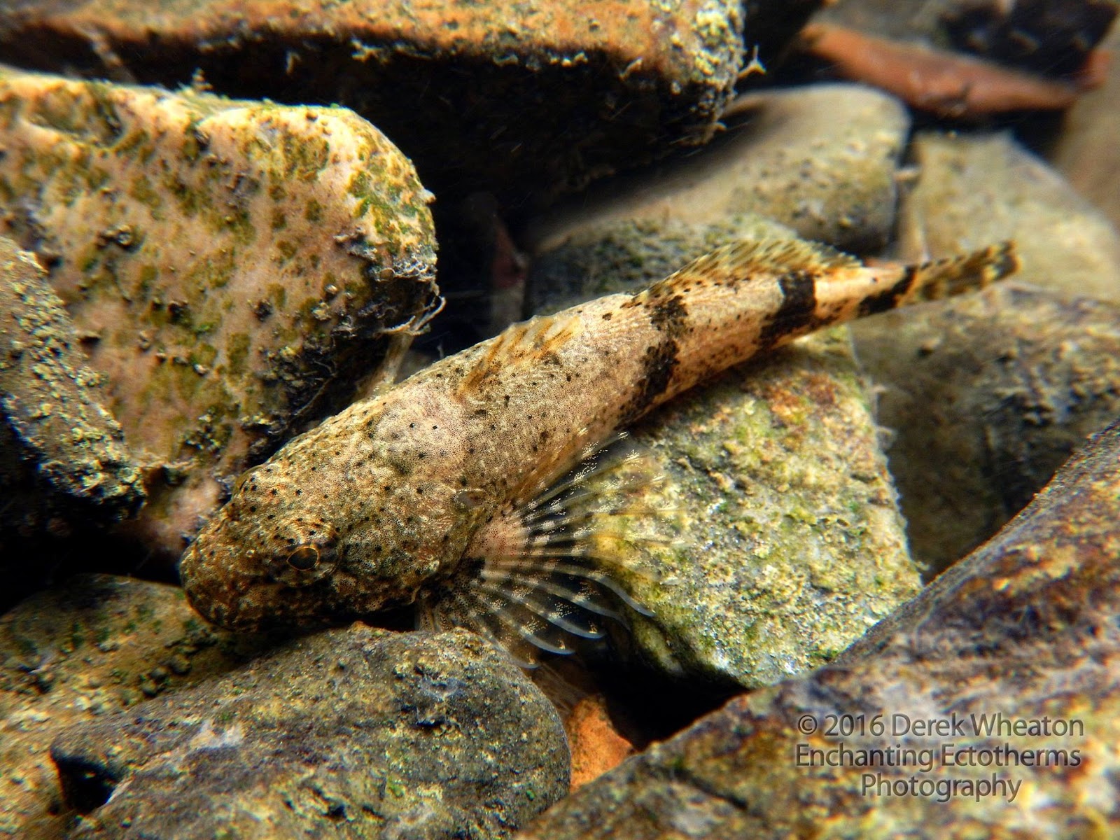 Virginia Tech Ichthyology Class : Endemic Fishes of the New River, by ...