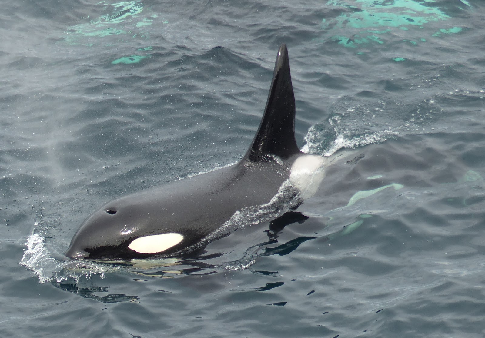 A Field Notebook: Orca!