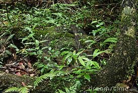 Tropical Rainforest and Mangrove: How do Tropical Rainforests (TRFs ...