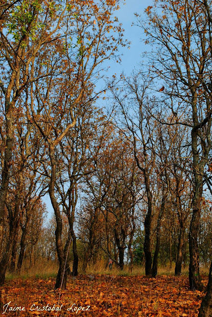 Jaime Ramos Méndez: Bosque de encinos en las inmediaciones de Tarecuato ...