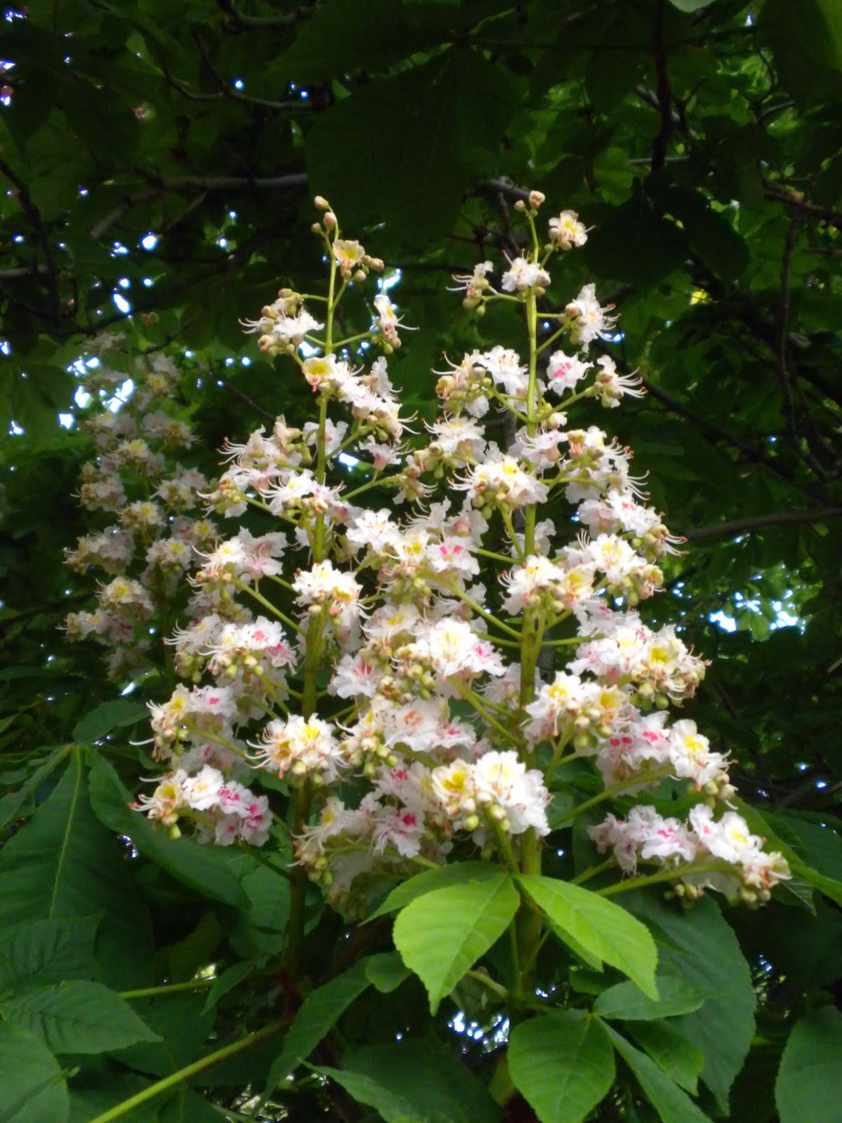 Michelle Martine Merrill's Picture of the Day: Chestnut Tree in Bloom