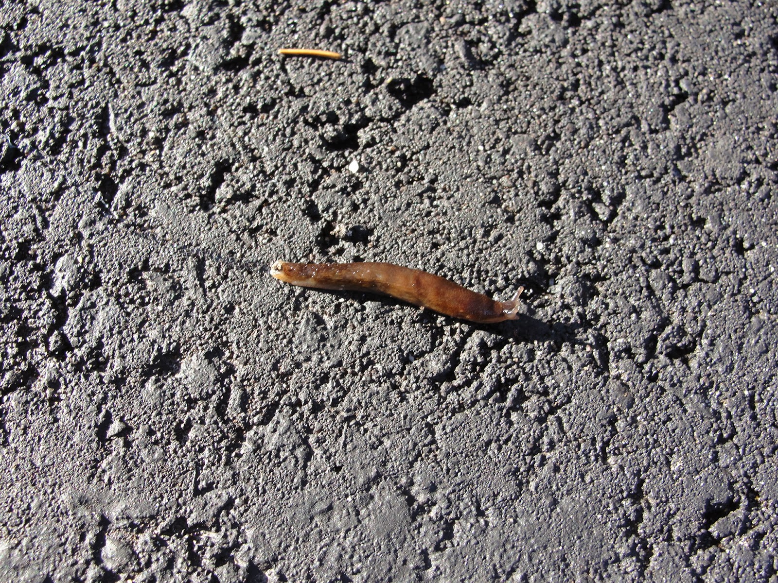 winter slug | Mary Richmond's Cape Cod Art and Nature