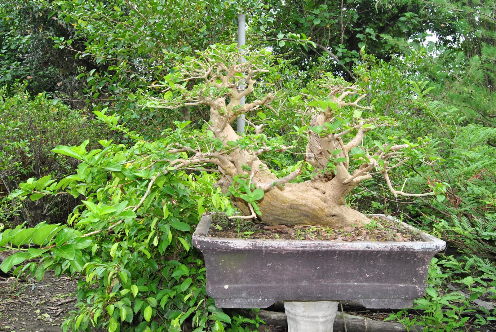 CASUARINA BONSAI PRO: Bonsai extra large