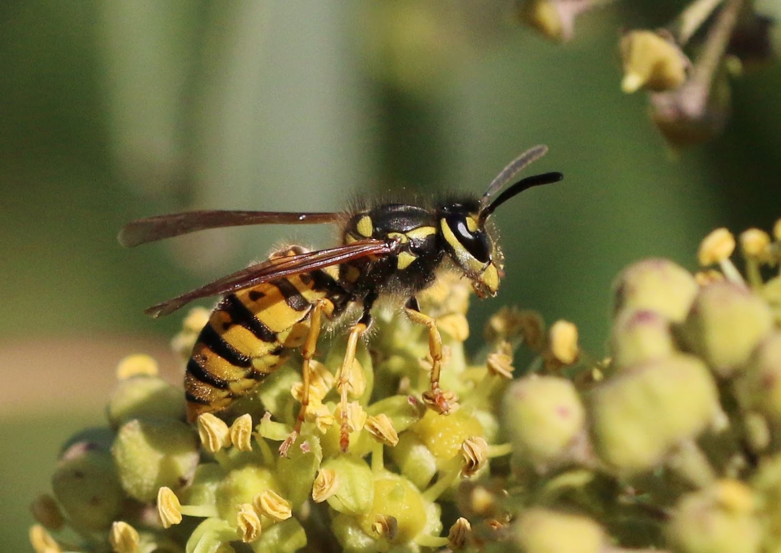 NINIMEMORY: Vosa útočná má žluté tělo a černě pruhovaný zadeček s ...