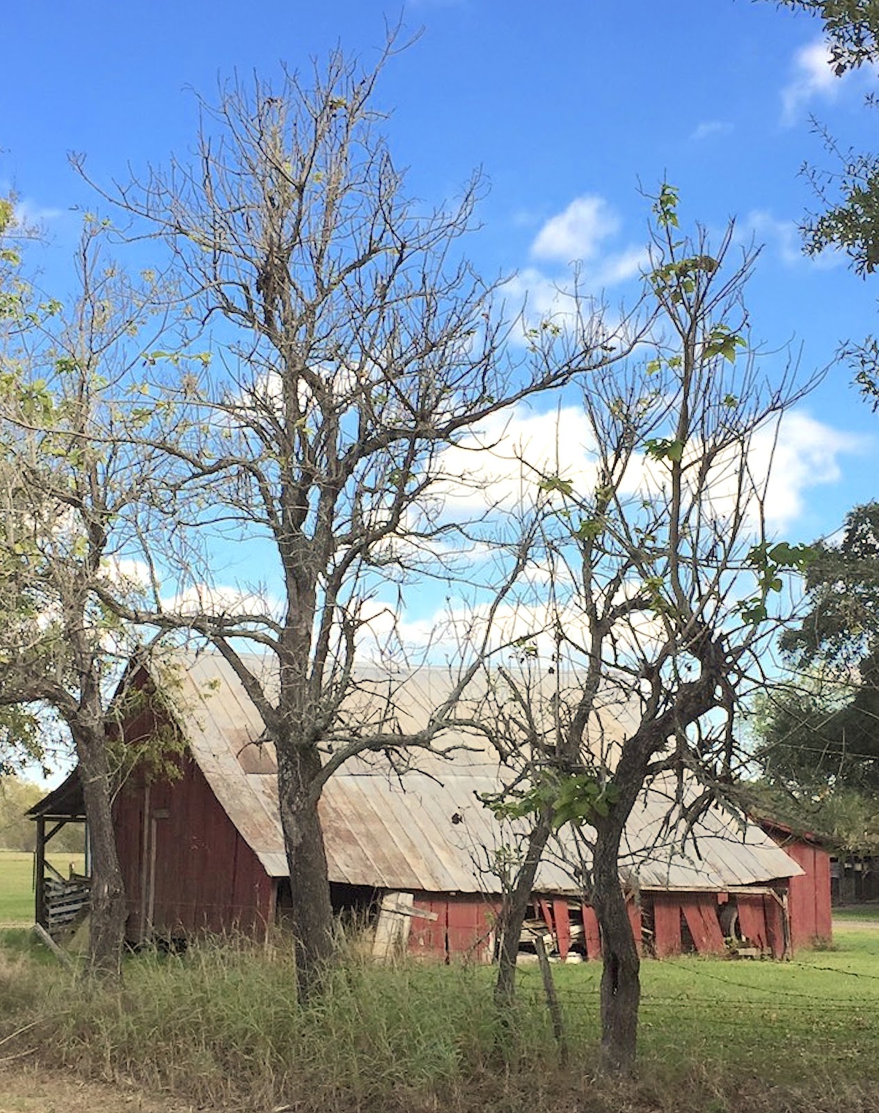 A Word's Worth: ART, KING CAKES, AND CATAWBA TREES…