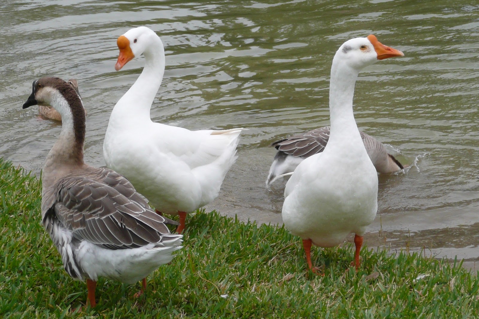 Florida Suncoast Birding: Great Cormorant at Bill Baggs State Park in Miami
