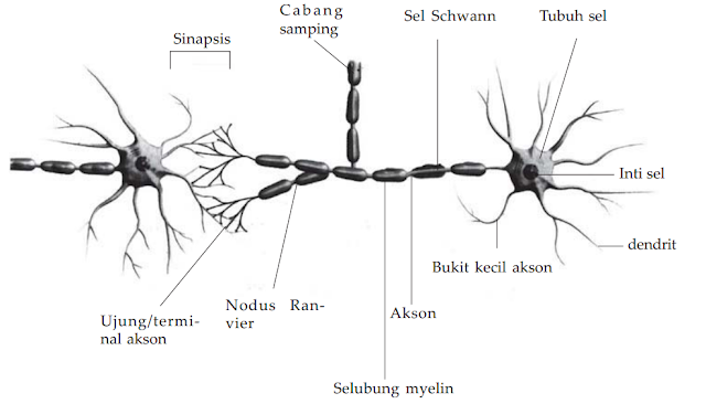 Jaringan Pada Hewan - segalaserbaserbi
