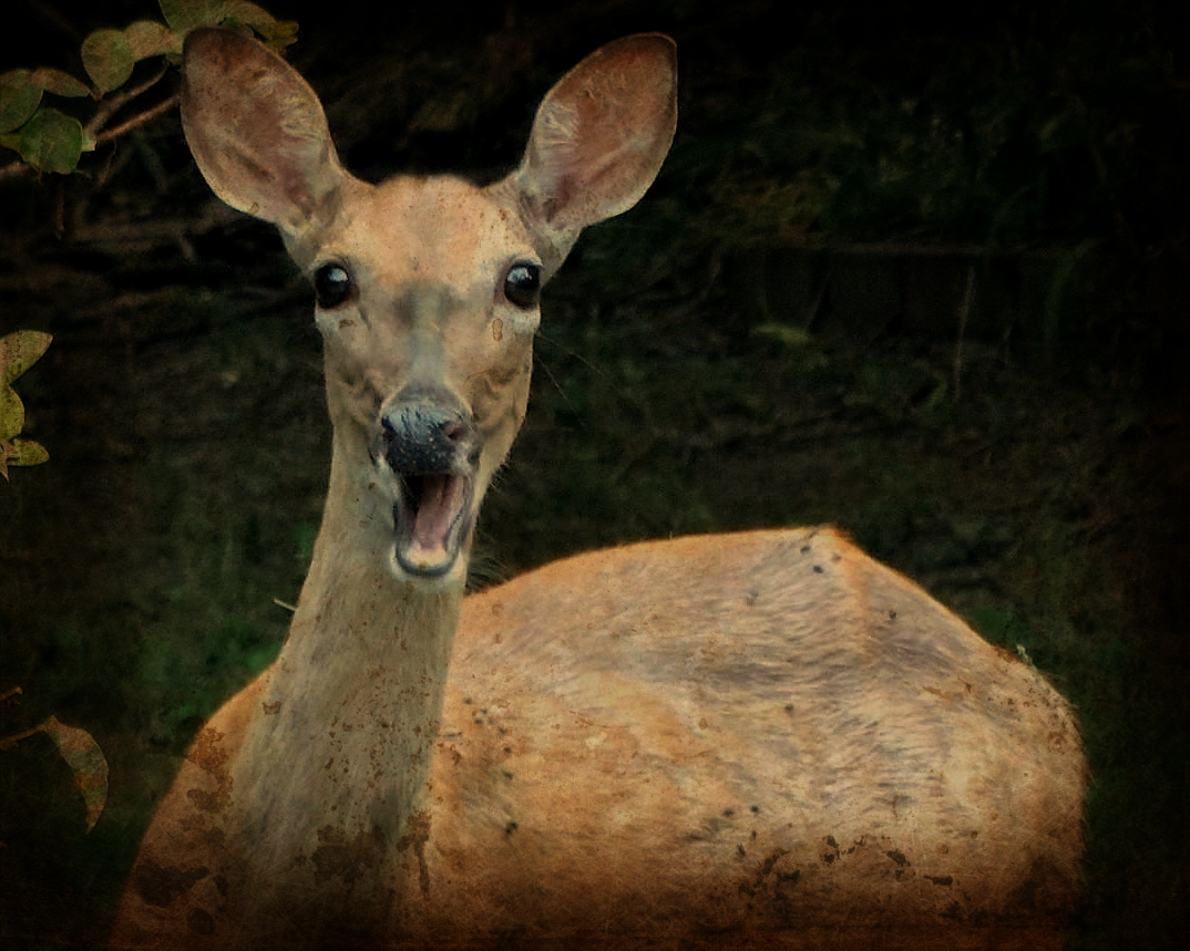 Julies Photo Journey